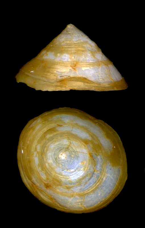 forse Cocculina , Natura Mediterraneo | Forum Naturalistico